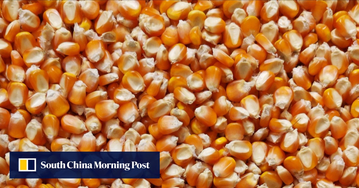 China’s Longping High-Tech Agriculture invests in Brazilian corn to ...