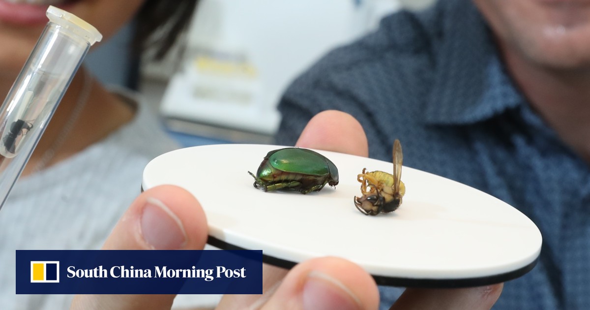 Bug hunting in biodiverse Hong Kong: a great outdoor activity for kids ...