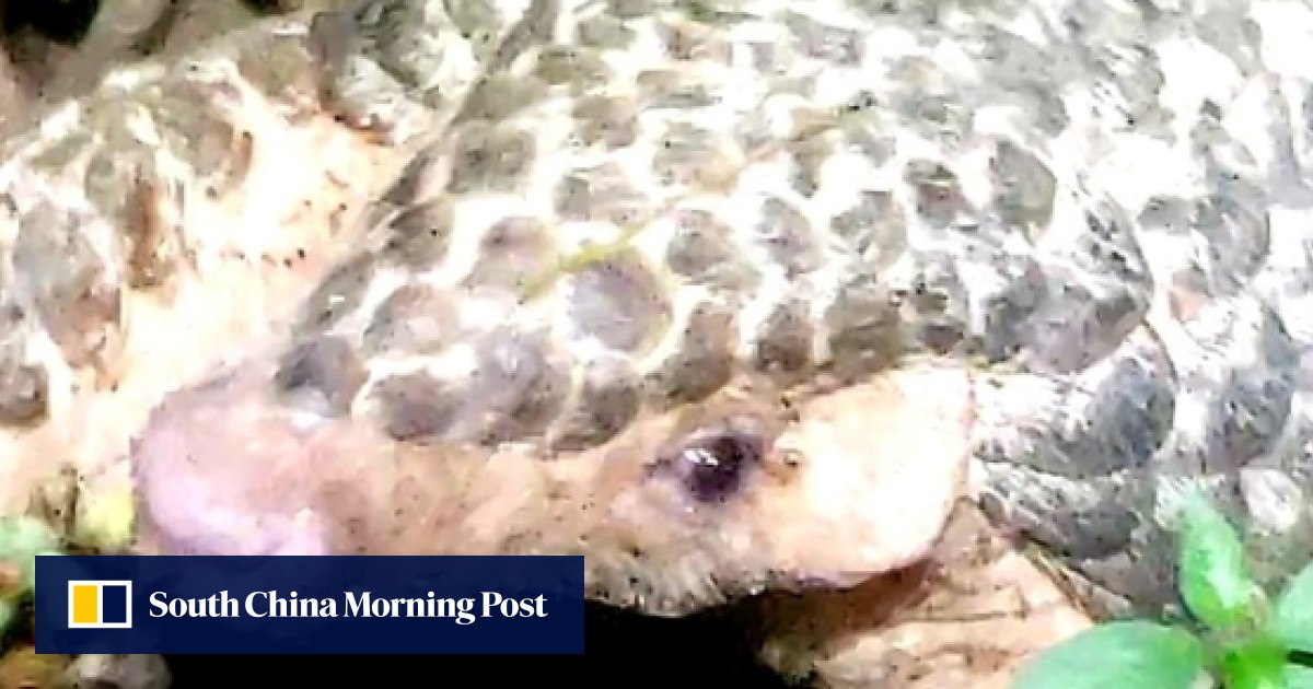 Pangolin spotted in Hong Kong – watch video of the mammal in the wild ...