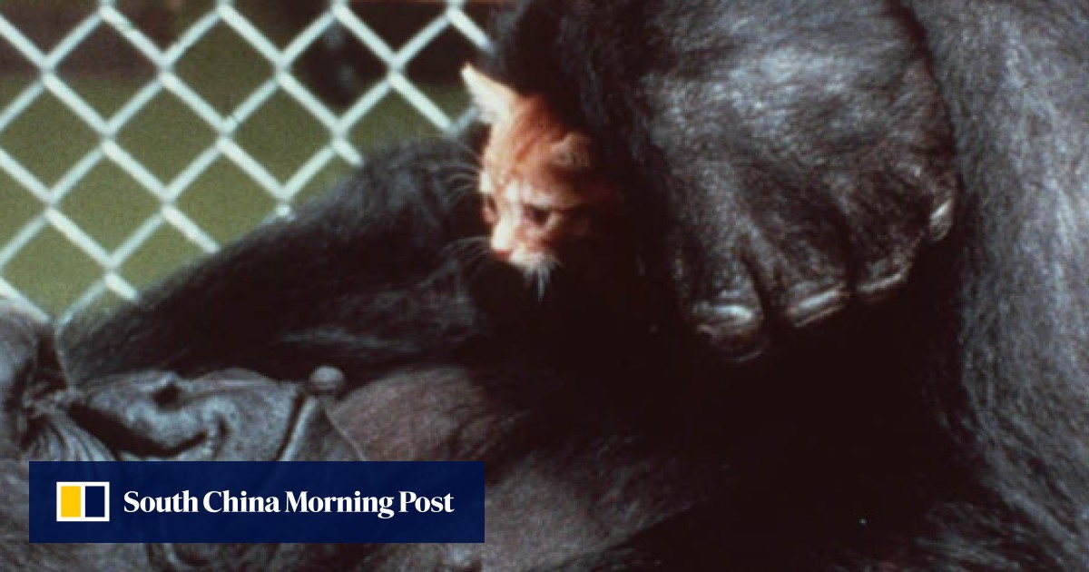 Koko, the beloved gorilla that learned sign language, has died | South ...