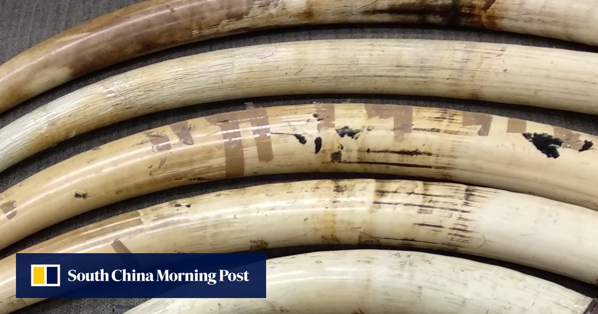 HK$2.7 million worth of ivory seized by Hong Kong customs in joint ...