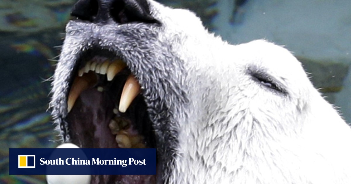 Canadian father Aaron Gibbons ‘died a hero’, defending children from ...