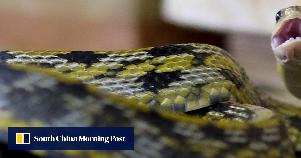 Snake soup and other food favourites of a Los Angeles native in Hong ...