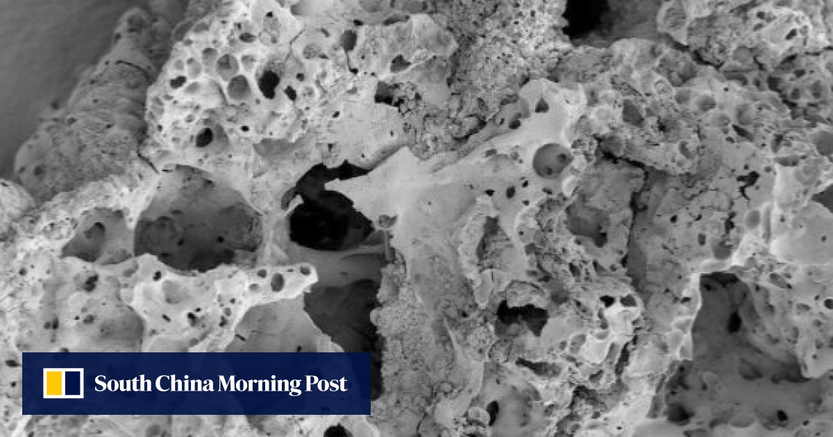 Ancient grains: world’s oldest bread, baked 14,500 years ago, is found ...