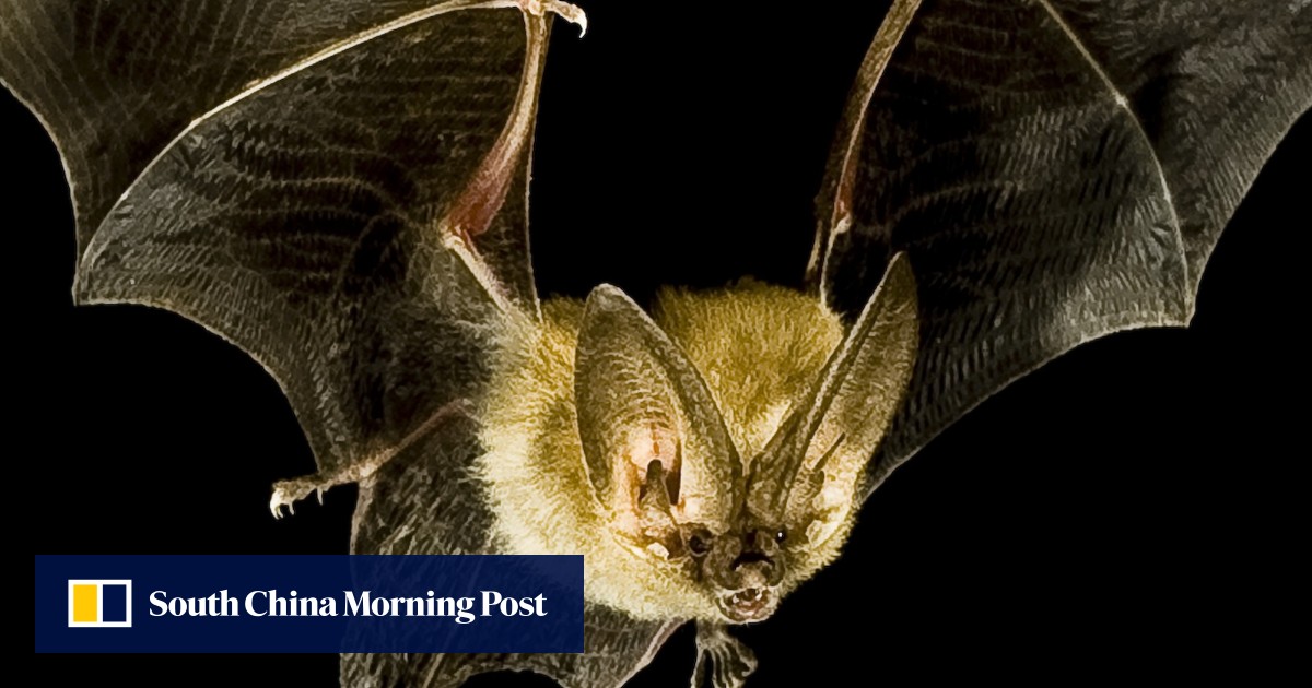 Airborne Ebola: new species of notorious virus is discovered in bats in ...
