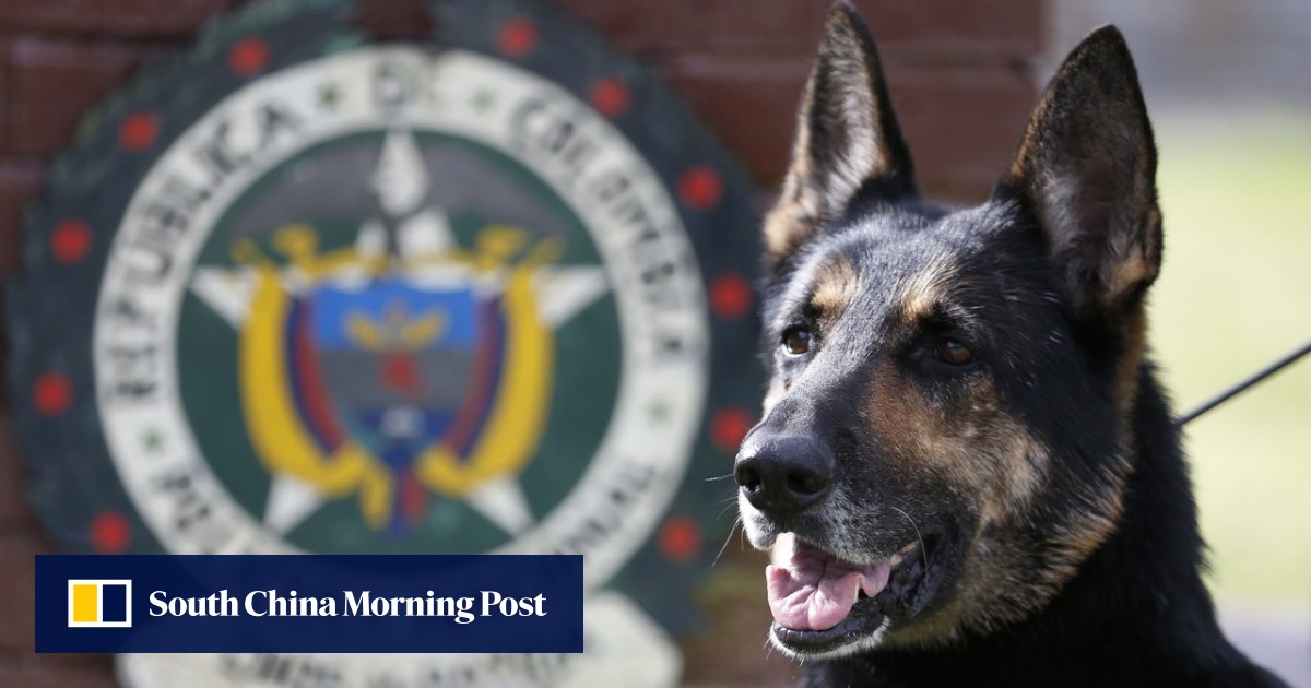 Meet Sombra, the drug dog that sniffed out 2,000kg of cocaine ...