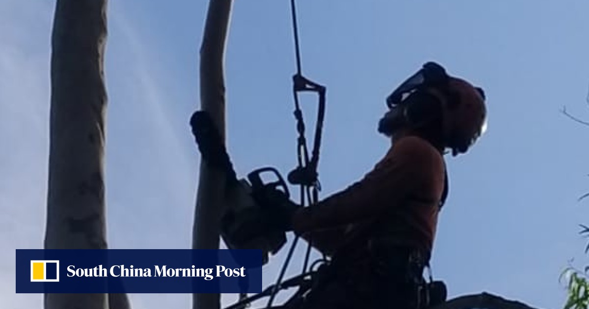 International Tree Climbing Championship: Hongkongers head to Ohio to ...