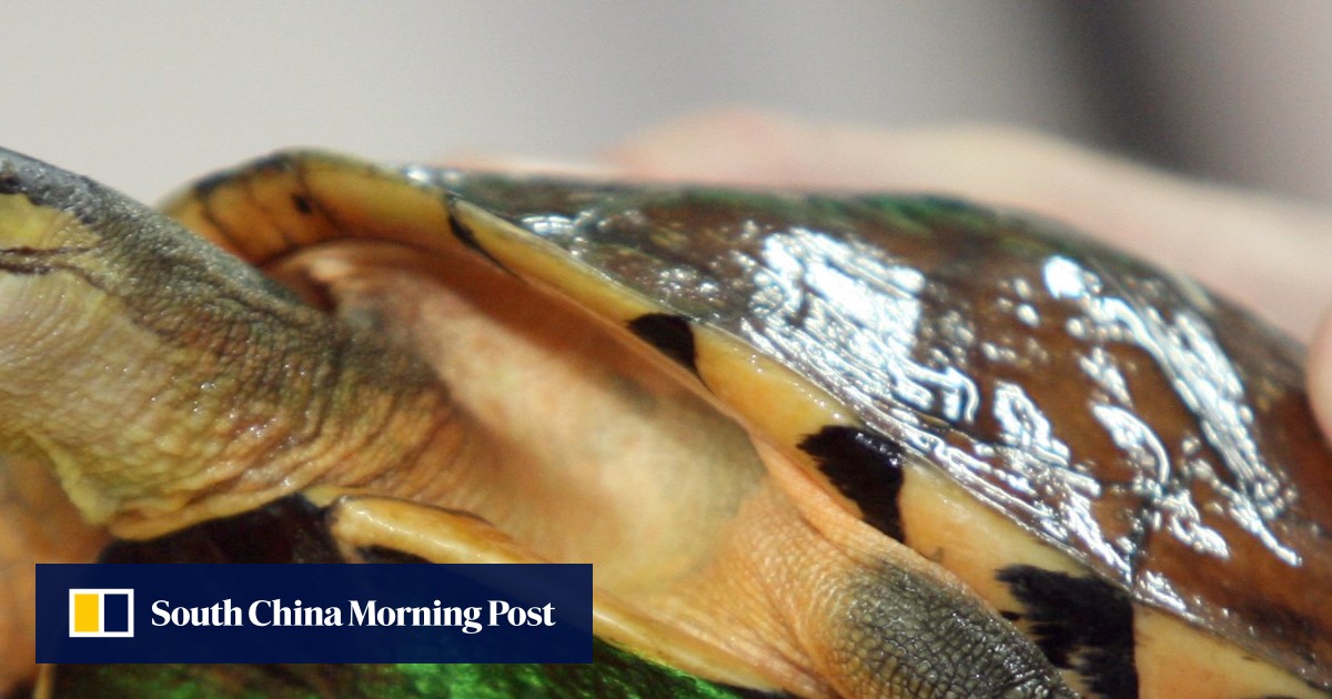 Calls to protect endangered golden coin turtle, sold in Hong Kong pet ...