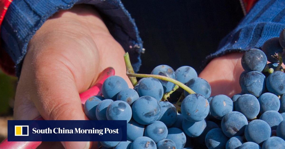 China cultivates a grape-growing region, but it struggles to uncork ...