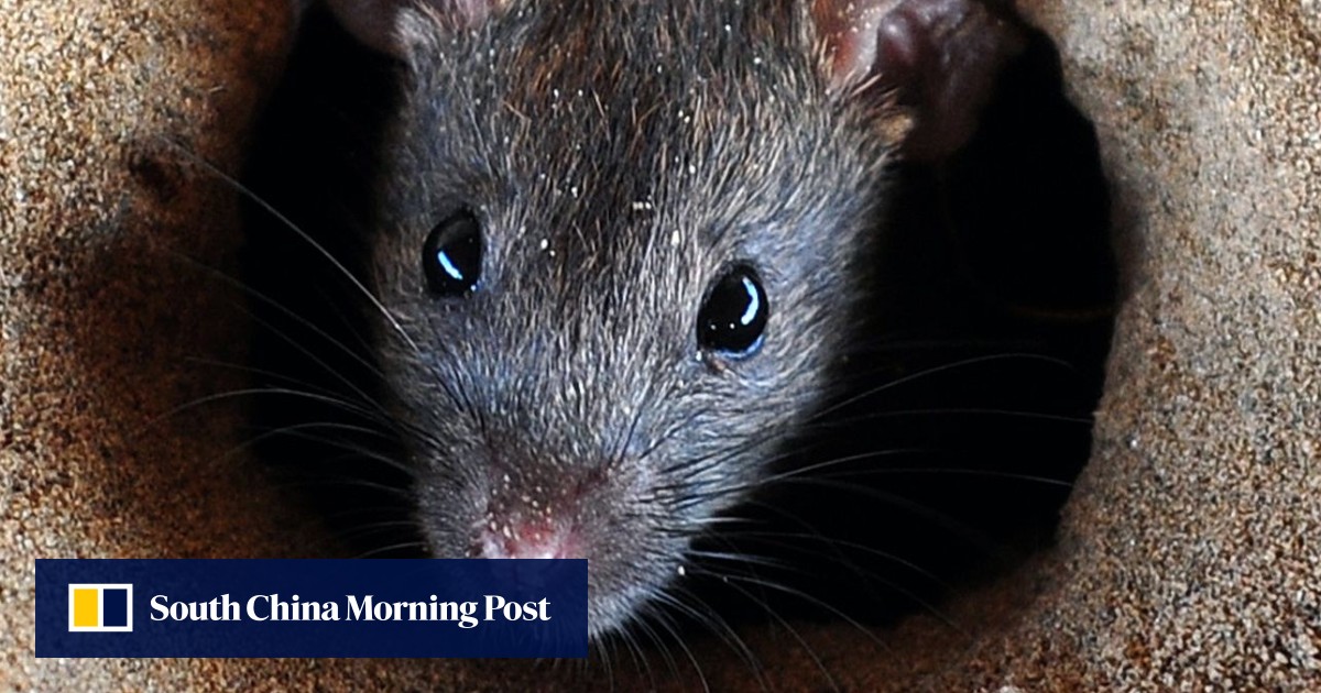 Deadly Indian ‘rat fever’ kills at least 12, with another 54 suspected ...