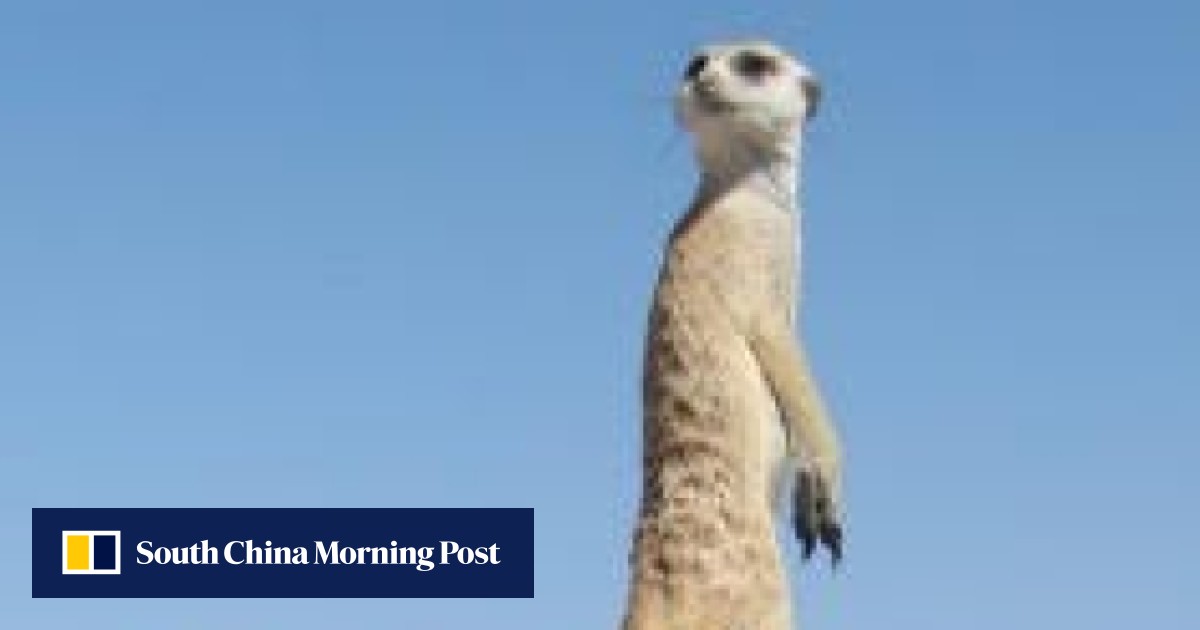 How I became a meme: meerkat provides head start on road to online fame ...