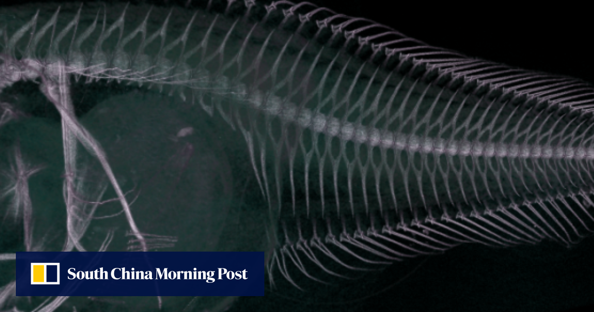 Scientists discover three ghostly new sea creatures, 6.4km deep in the ...