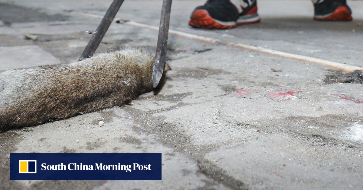 Hong Kong’s rat problem could be worse than first thought as pest ...