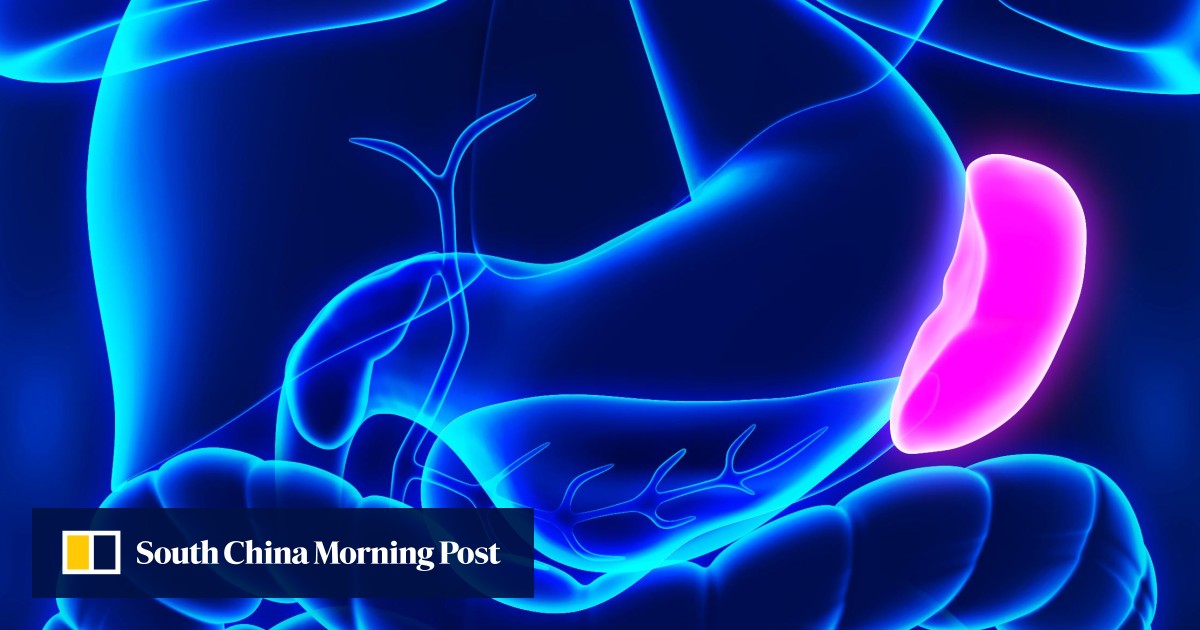 What does a spleen do? | South China Morning Post