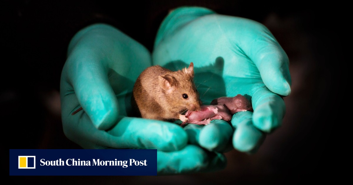 Chinese scientists, using DNA editing, breed healthy mice from two ...
