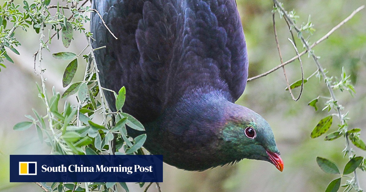 Here’s to the Kereru: New Zealand’s bird of the year is a ‘drunk and ...