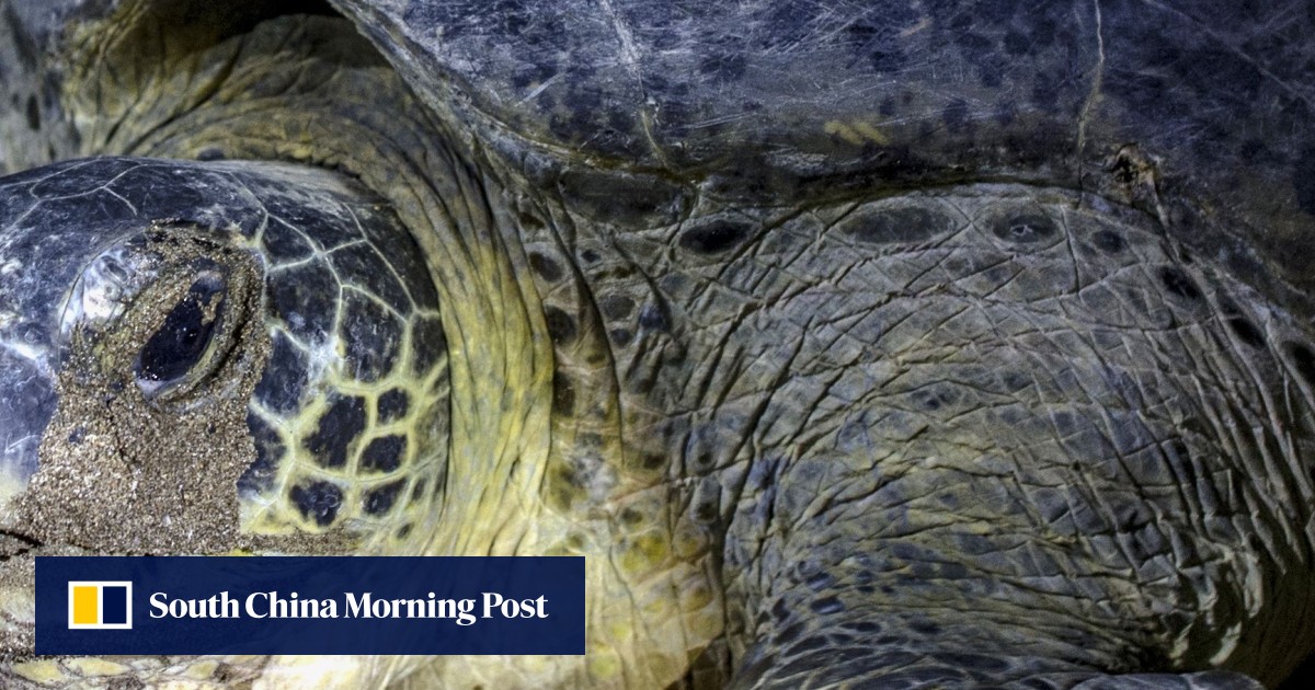 Flippers to freedom: Myanmar’s baby sea turtles face danger on all ...