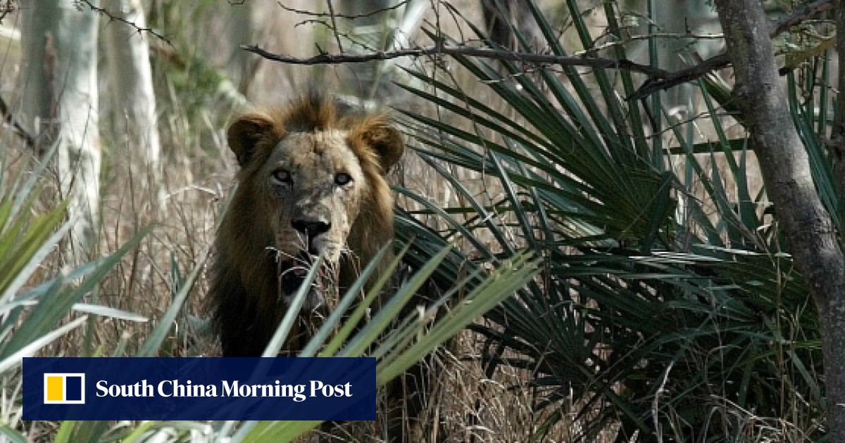 Lion poaching: with few tigers left, Africa’s prides are being targeted ...