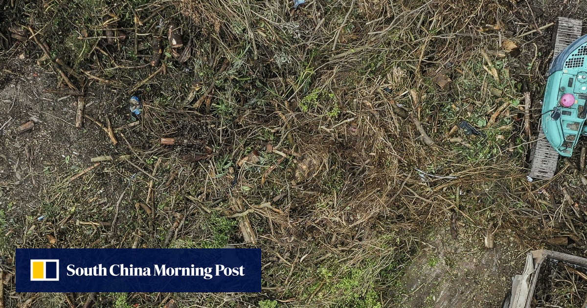Trees in landfill tell the story of Hong Kong’s lack of green sense ...