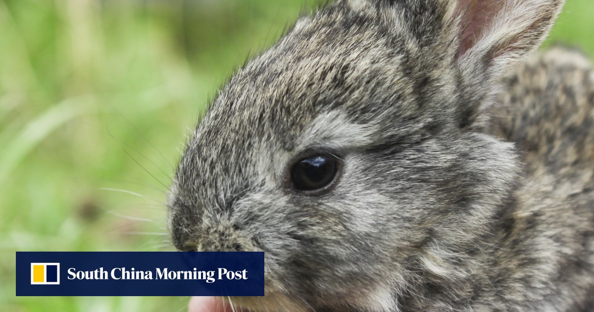 A ‘sick’ serial killer is stomping and stabbing domestic rabbits to ...