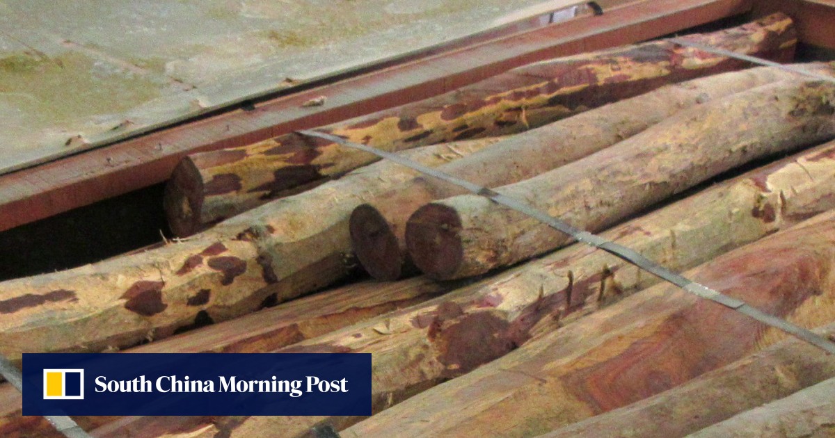 Hong Kong authorities seize more than 230 tonnes of endangered wood ...