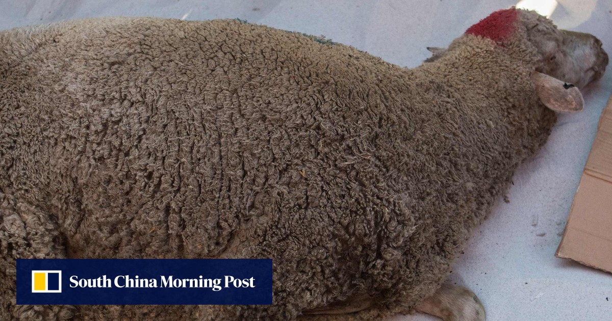 Sheep slaughtered in anti-racism protest, after guards are accused of ...