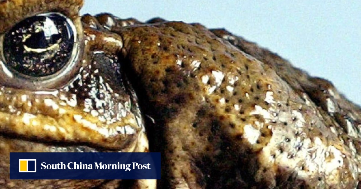 Poisonous cane toads mating with mangoes, snakes and killing crocodiles ...