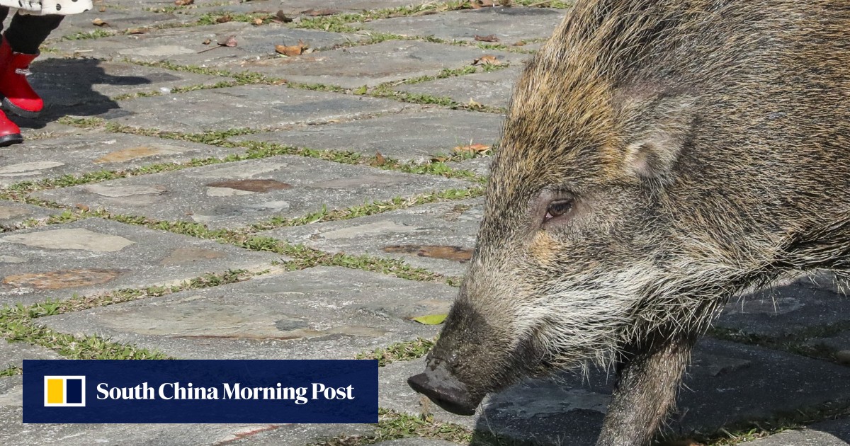 More aggressive wild boars may be put down, says Hong Kong agriculture ...