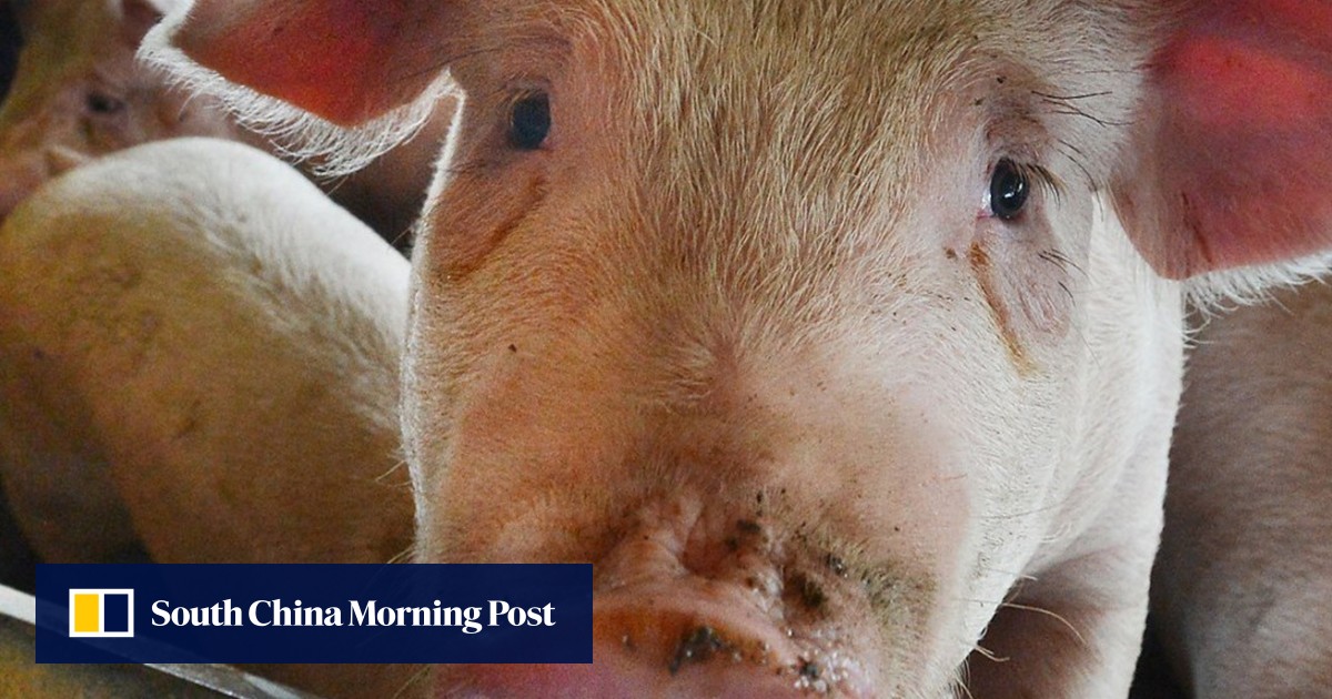 Dead pig found on Hong Kong beach amid African swine fever fears ...