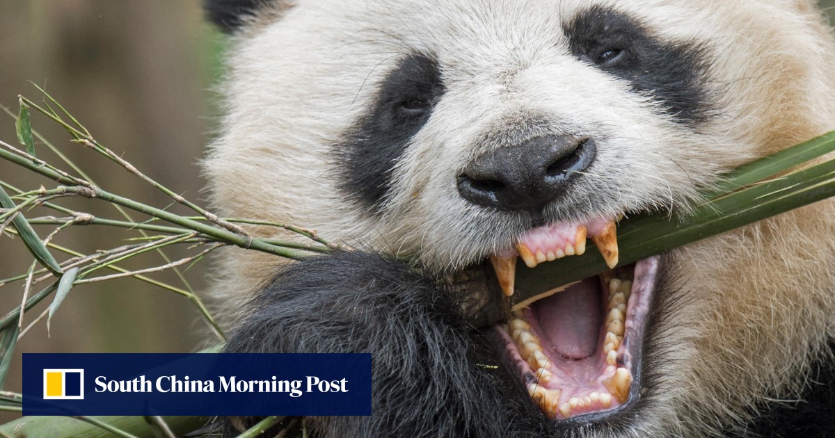 Panda teeth are self-regenerating, Chinese and US scientists find – and ...