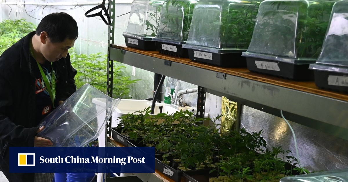 Marijuana tourism in Los Angeles: bong factory, dope farm, dispensary ...