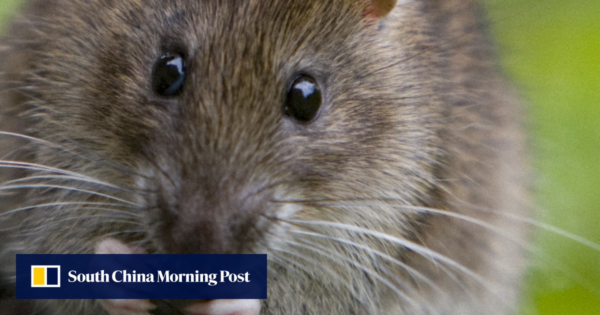 Canada reports world’s first case of rat-to-human hepatitis E infection ...