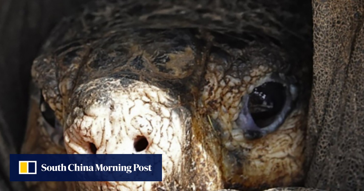 She lives! Fernandina Giant Tortoise, a species thought extinct for a ...