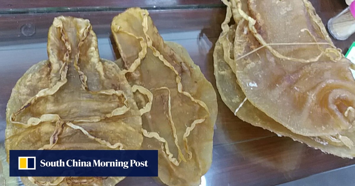 China nets 11 people for smuggling US$119 million worth of rare totoaba ...