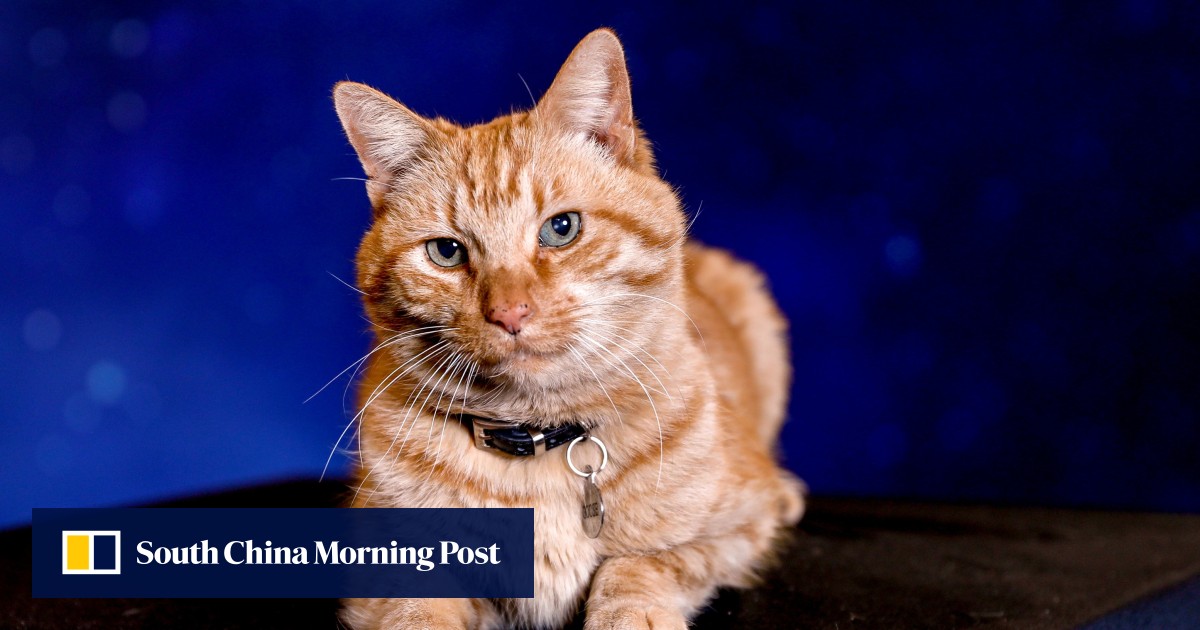 Meet Goose, the cat in Captain Marvel that steals the show from Brie ...