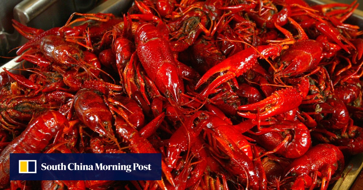 China’s crayfish craze makes vocational training a winner | South China ...