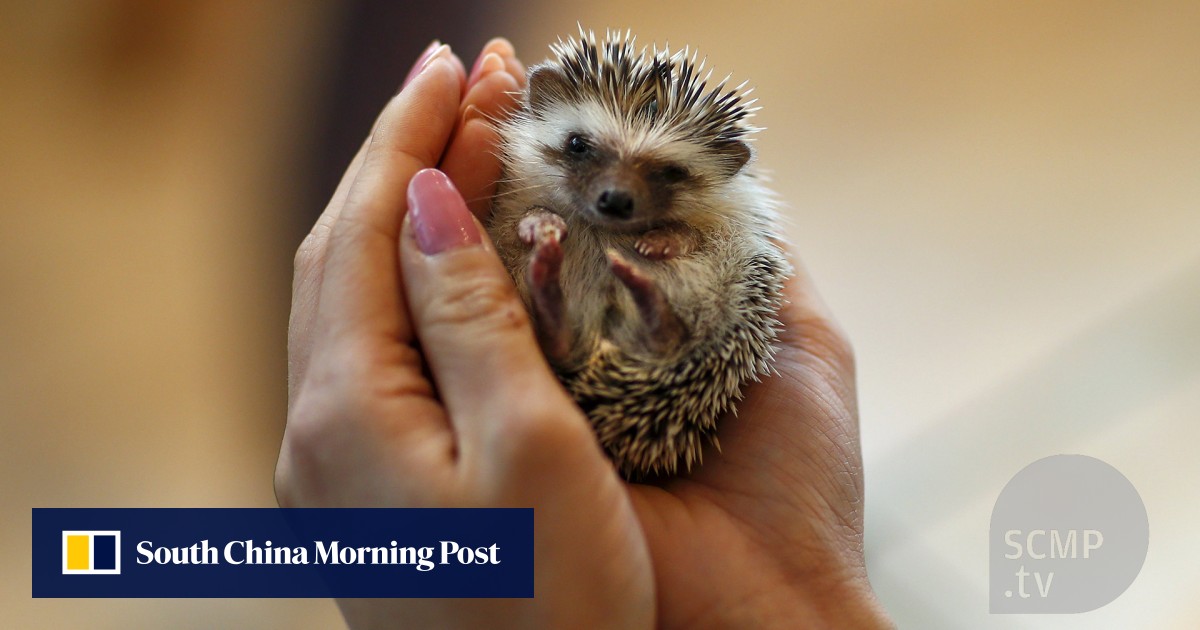 Hedgehog cafe makes its point in Japan | South China Morning Post
