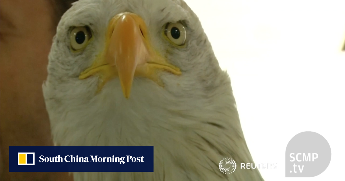 Dutch police look to eagles to snatch dangerous drones | South China ...