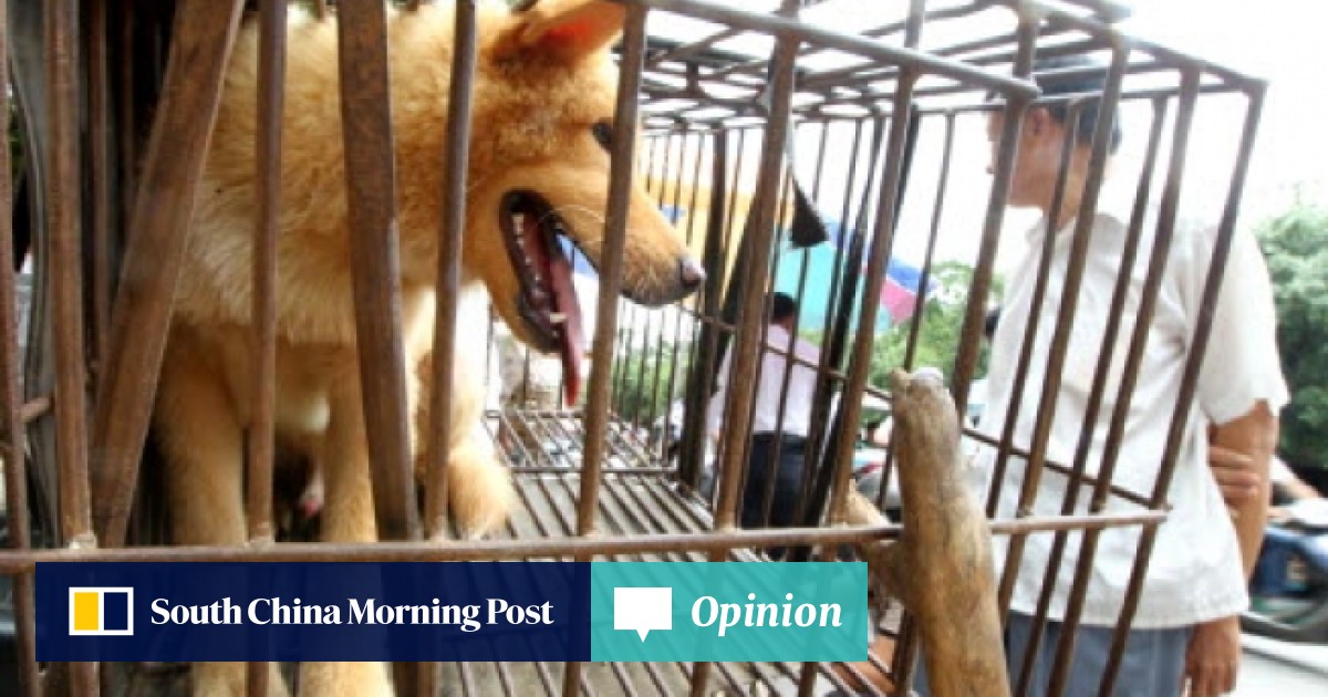Opinion | China animal activists rescue hundreds of dogs before dog ...