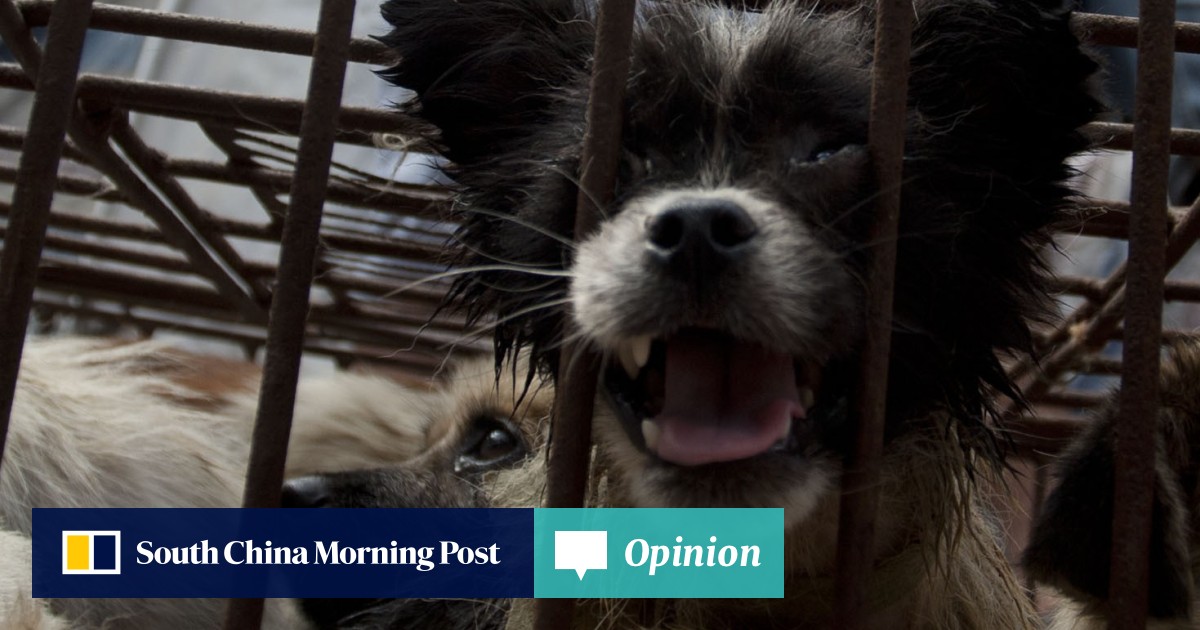 Eating dog meat in China might only be an annual affair, but why does ...