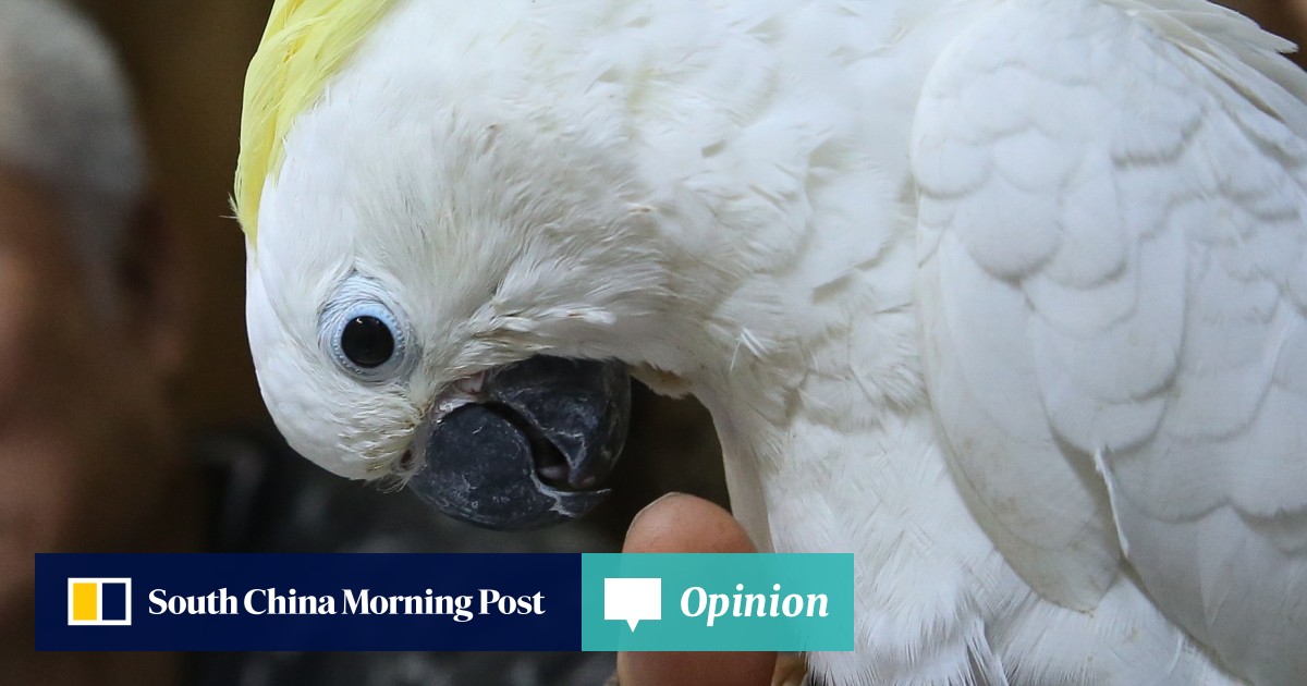 Where the cockatoo got its name from – not the English cock | South ...